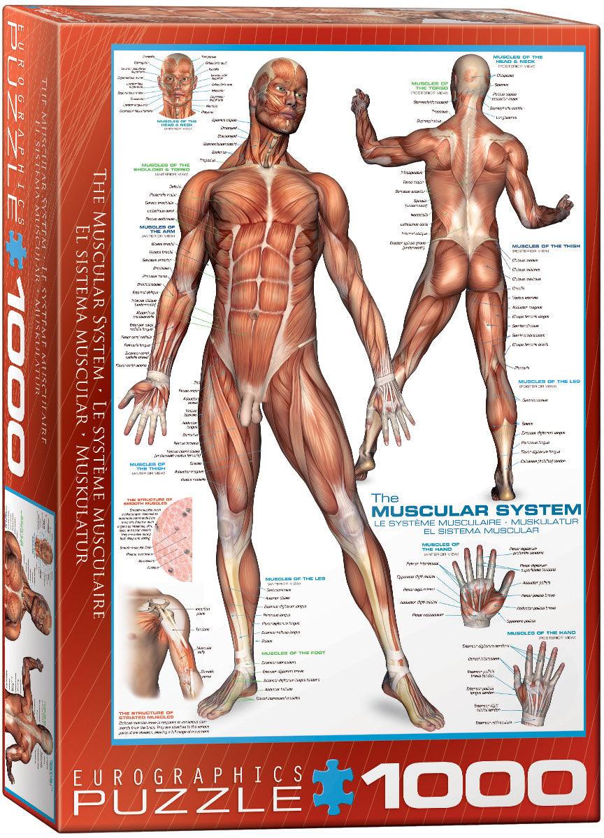 Eurographics - The Muscular System (1000-Piece Puzzle) – こんにちはマート | KON ...