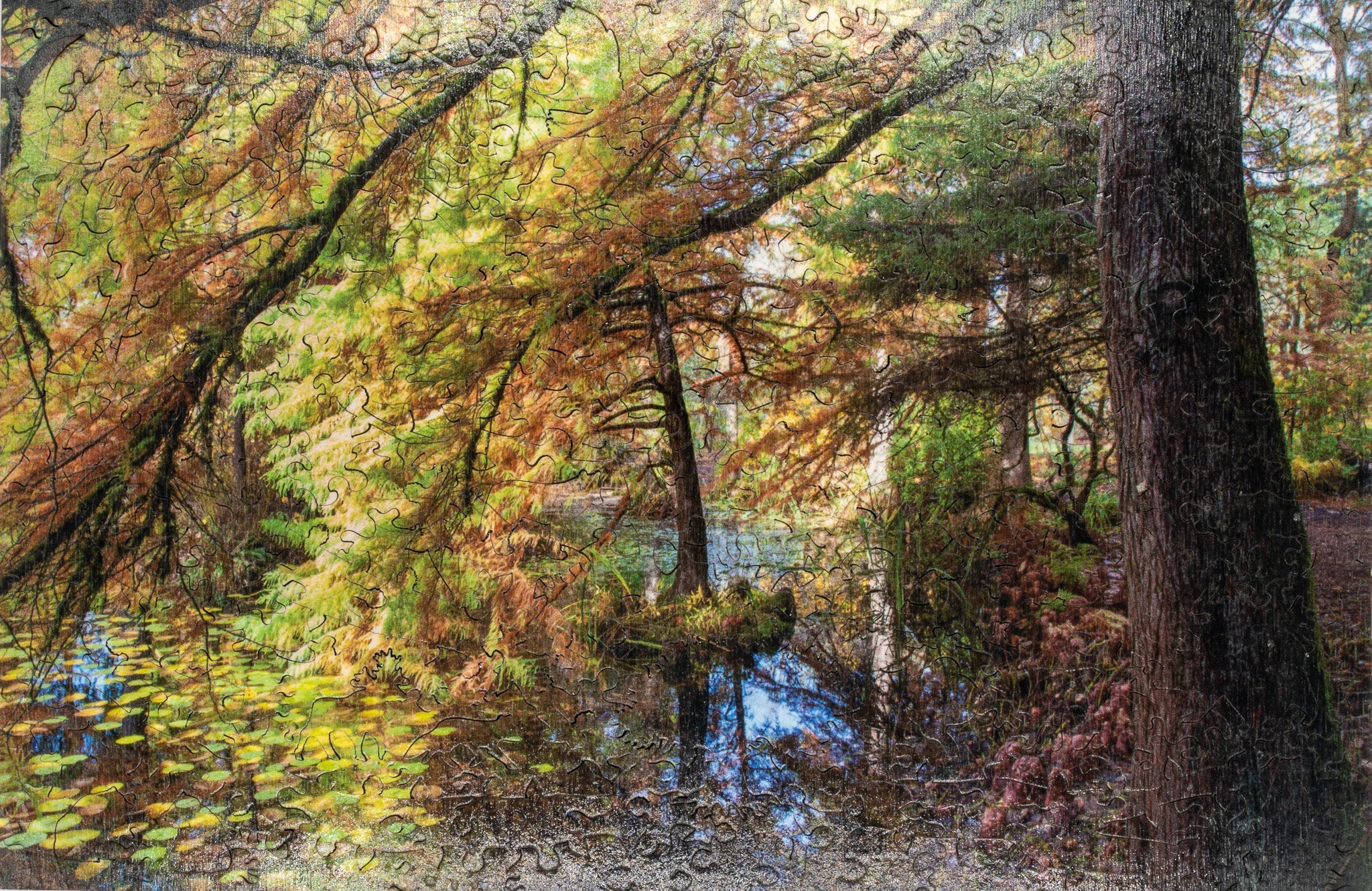 Enchanted Forest – こんにちはマート | KON NICHIWA MART